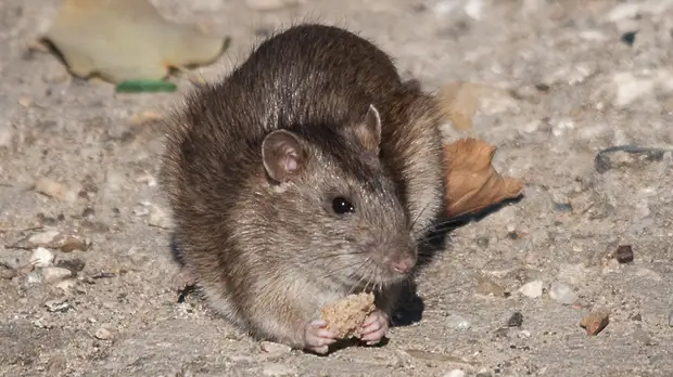 Wat om te doen as daar 'n inval van rotte in die huis is