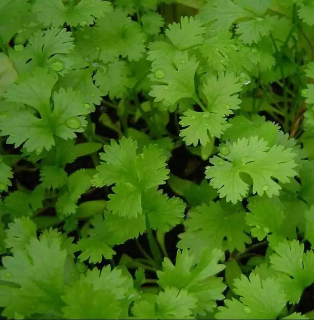 Coriander panzvimbo yemapiritsi: 6 zvinoshamisa zvinhu