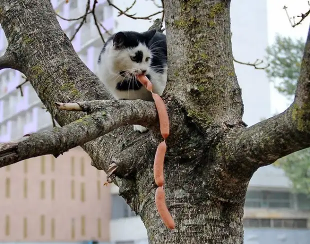 Котовскийн систем