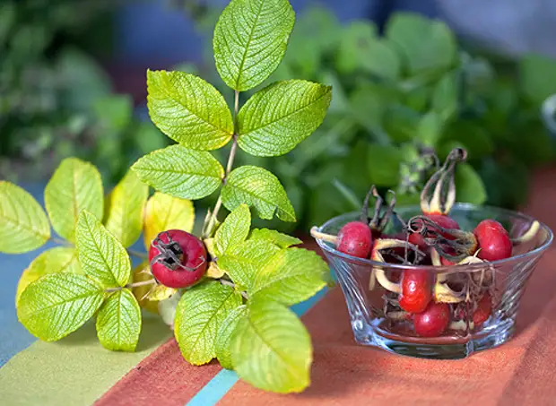 Rosehip nyokot buah