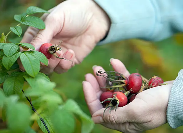 Carane lan kapan kanggo ngumpulake rose hips