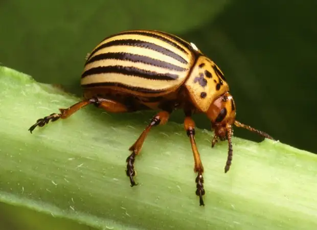 Chiyambi cha Colorado (mbatata) kachilomboka