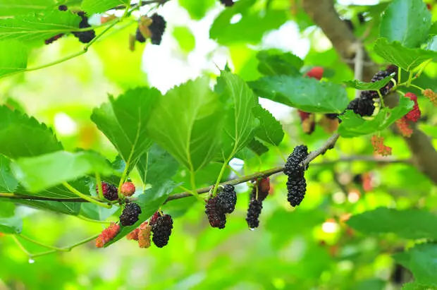 Cá bhfásann mulberry, na buntáistí agus na dochar a dhéanann caora móna