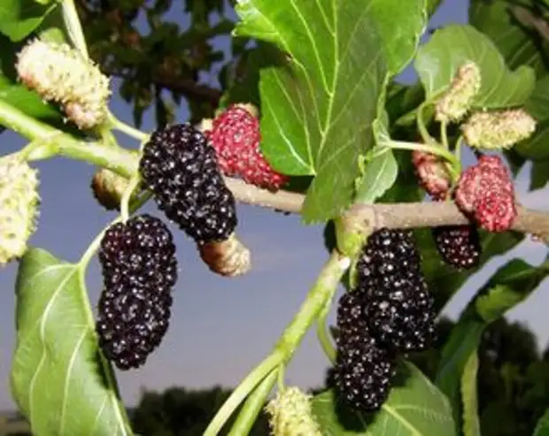 Mulberry zuhaitza