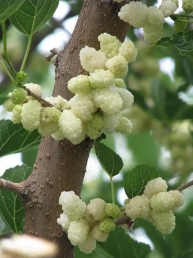 Conas mulberries a phlandáil