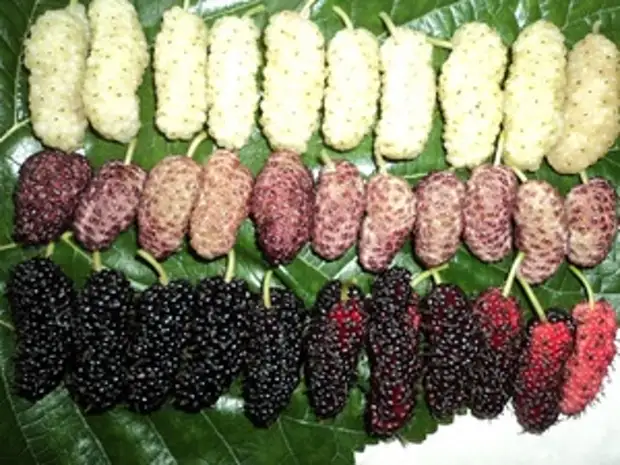 Mulberry fruitua