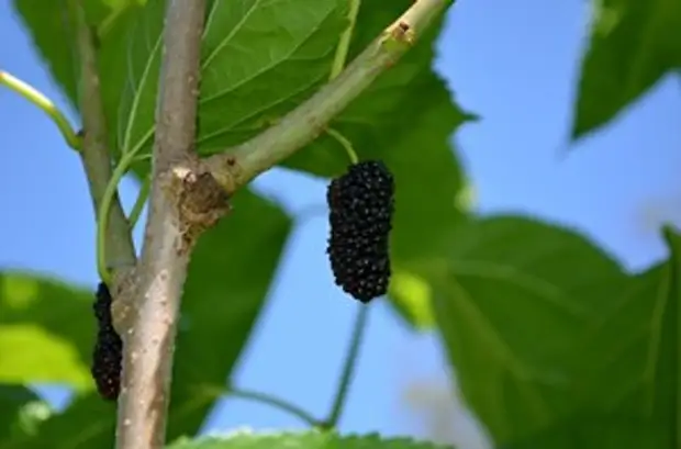 Na buntáistí a bhaineann le torthaí mulberry