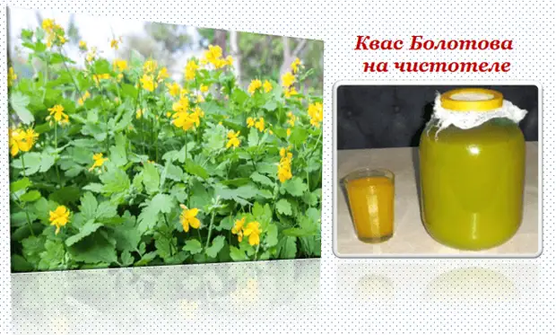 ກະກຽມ kvass ຂອງ Bolotov ໃນ celandine