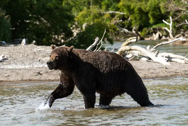 Kamchatka