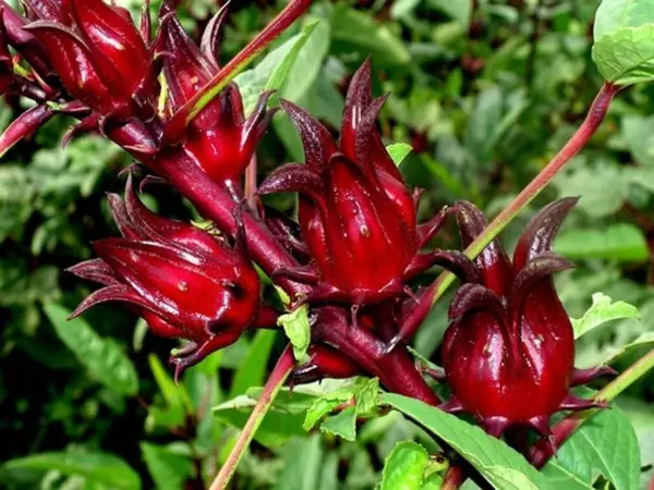 Karkade is in krûddrank fan ljochte reade kleur en swiet-sûre smaak, makke fan droege skutblêden fan rosella-blommen, as in Sûdaneeske roas út 'e hibiscus-genus. Der is gjin tee dêr.