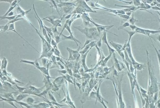 นักวิทยาศาสตร์เปลี่ยนเซลล์ผิวเป็นเซลล์เม็ดเลือดขาวเป็นครั้งแรก