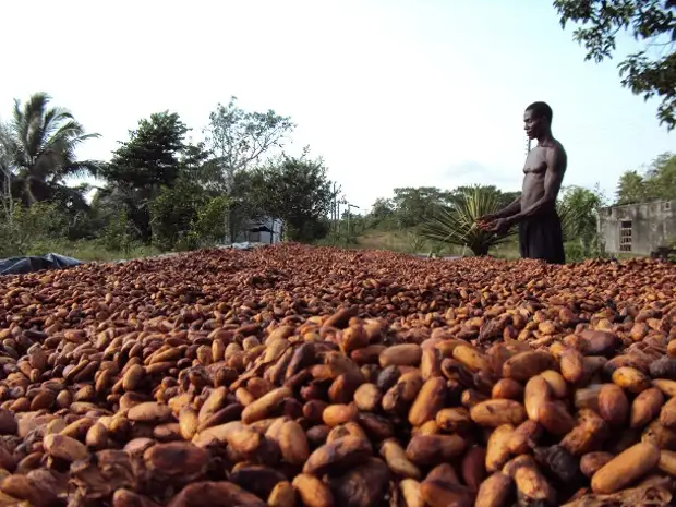 www.climafrica.net-cocoa_prod_gana