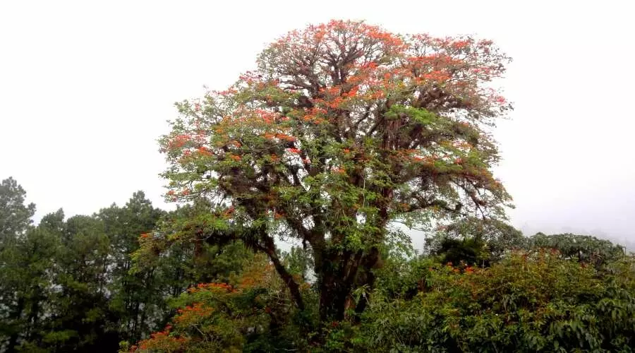 ಸಿಂಚನ್ ಅಥವಾ ಸಿಂಚೋನಾ ಮರ