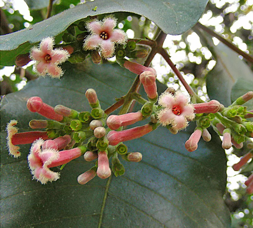 Inflorescencias que le dan a la corona un tono rojo rosado.