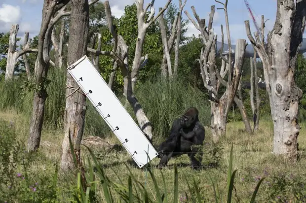 Tradičné váženie v londýnskej zoo