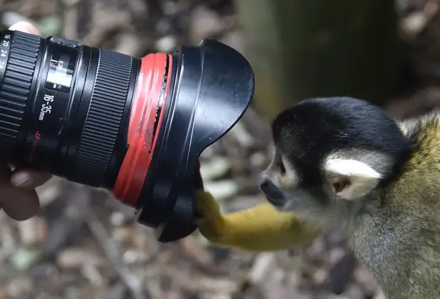 Tradičné váženie v londýnskej zoo