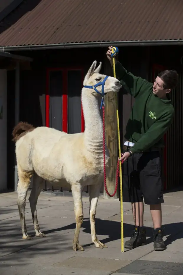 Tradičné váženie v londýnskej zoo