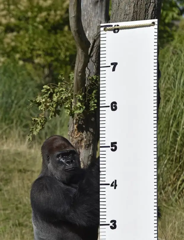 Tradičné váženie v londýnskej zoo