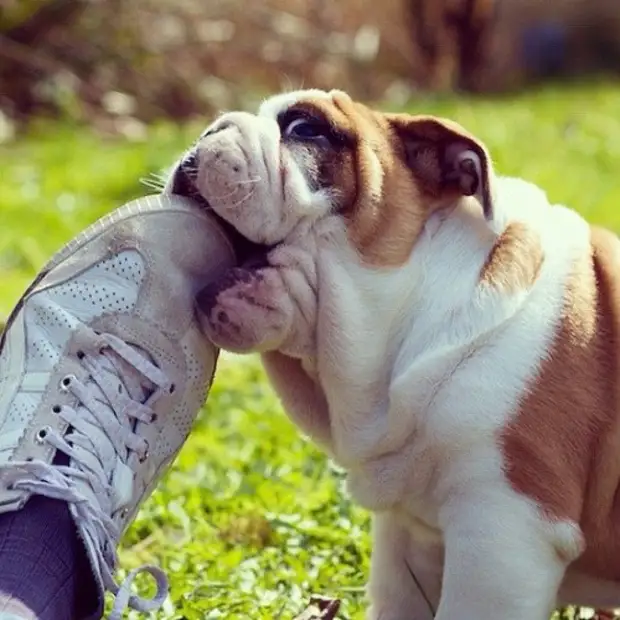 15 choses que les humains peuvent apprendre des chiens