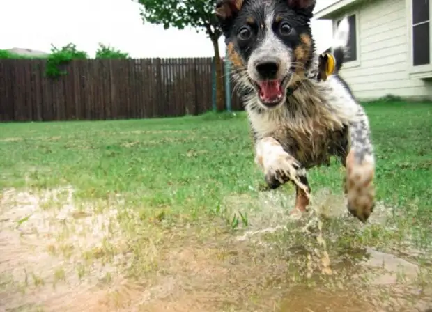 15 Dinge, die Menschen von Hunden lernen können