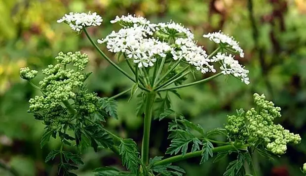 రష్యాలో 7 అత్యంత ప్రమాదకరమైన మొక్కలు