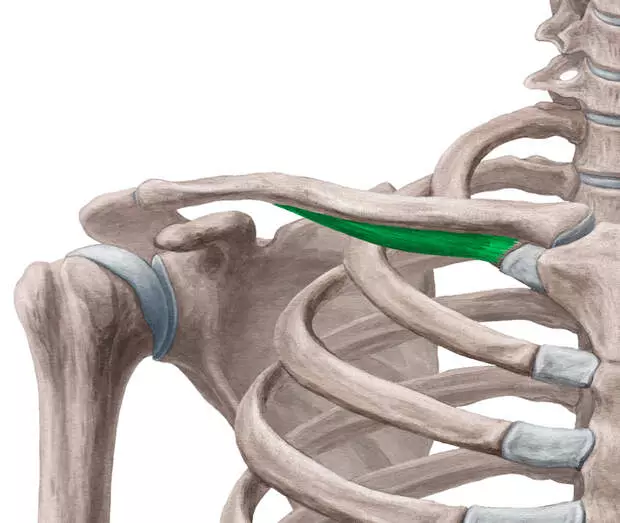 Pagsasanay sa kalamnan ng subclavian