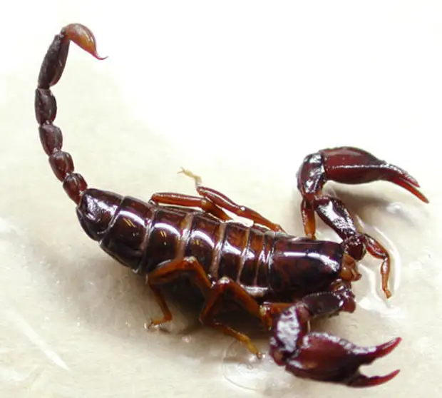 Skorpionai: nuodingi ir atkaklūs
