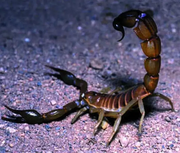 Skorpionid: mürgised ja visad