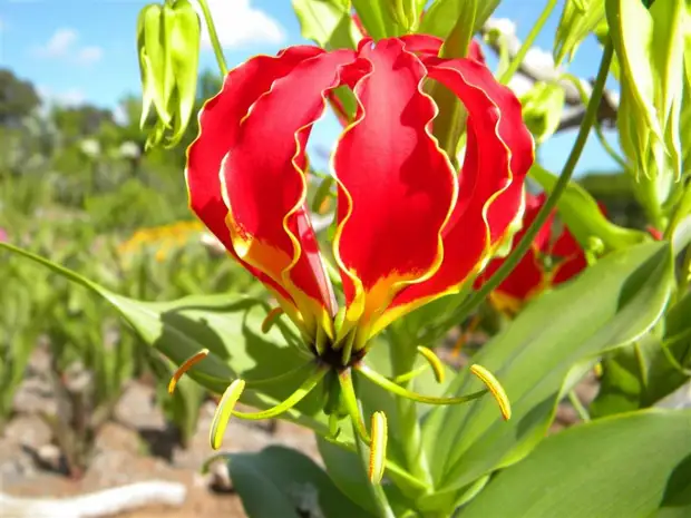 Yees duab Gloriosa Magnificent