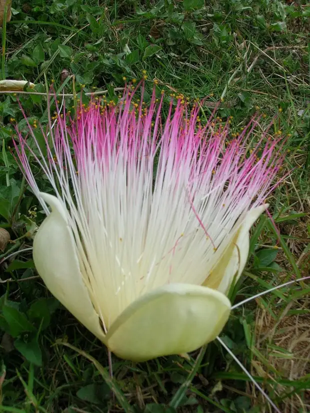 Photo Poisonous sea tree