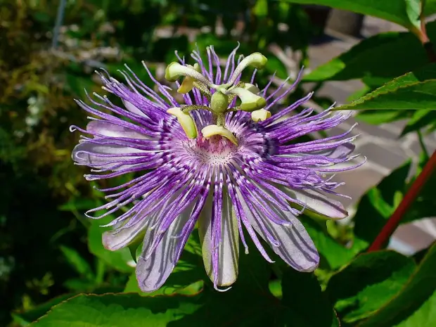 Cov duab ntawm Passiflora incarnate