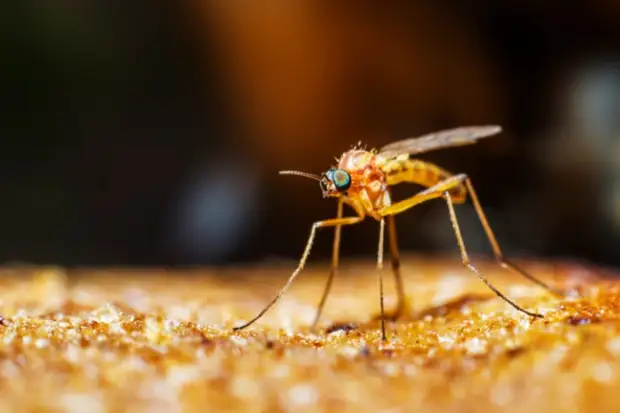 Insektbitt: hvordan beskytte barn