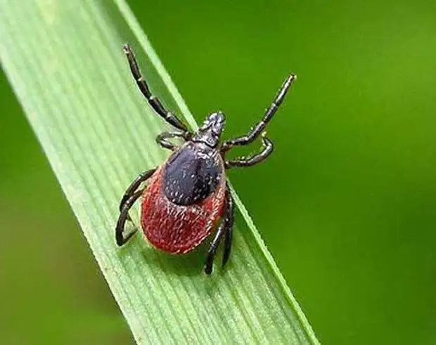 Insektbitt: hvordan beskytte barn