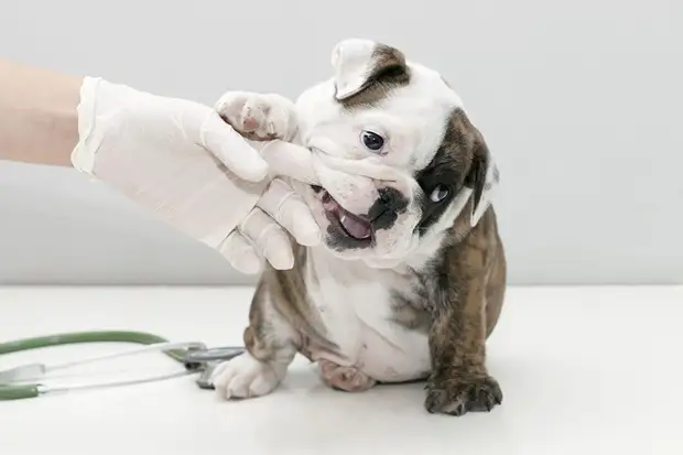 8 frażijiet veterinarji minn fejn tiġri