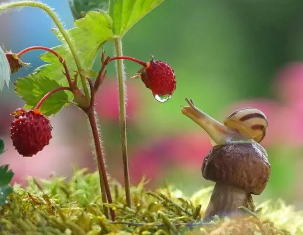 Siput tidak lambat. Mereka hanya menghargai kehidupan