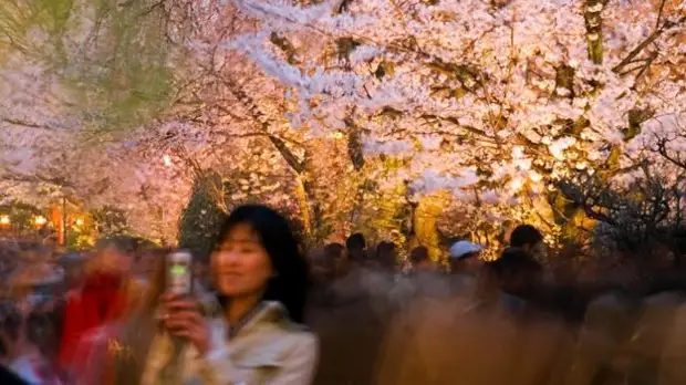 Wabi-sabi, umpamane, mujudake kemegahan kembang sakura.