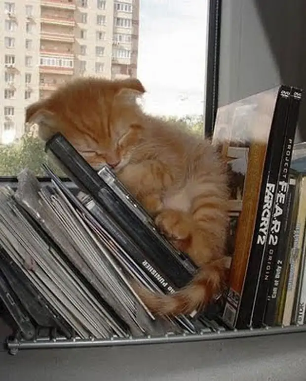 Cats sleeping in strange places