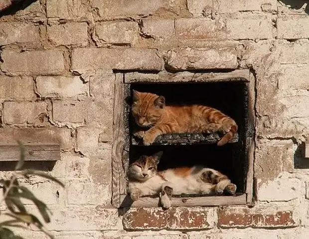 Gatos durmindo en lugares estraños