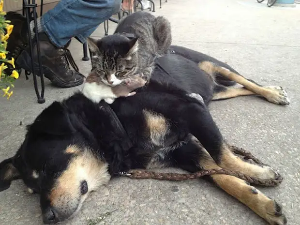 Gatos durmindo en lugares estraños