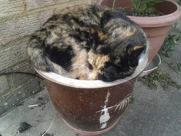 Gatos durmindo en lugares estraños