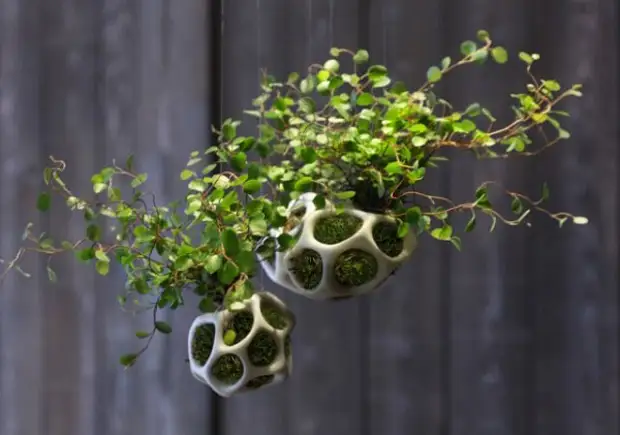 Hindi mapagpanggap na mini-garden sa isang apartment ng lungsod