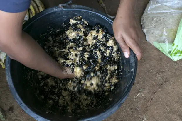 samidorigoykofe 9 Il caffè più costoso del mondo e i suoi produttori di elefanti