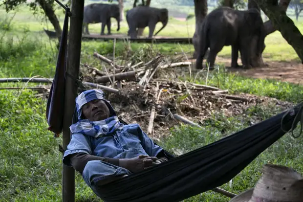 samidorigoykofe 17 Il caffè più costoso del mondo e i suoi produttori di elefanti