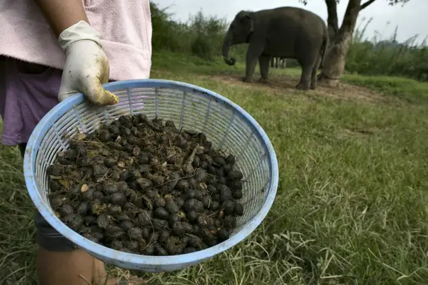 samidorigoykofe 20 Il caffè più costoso del mondo e i suoi produttori di elefanti