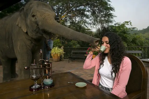 samidorigoykofe 22 Il caffè più costoso del mondo e i suoi produttori di elefanti