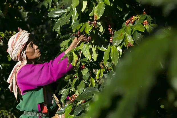 samidorigoykofe 2 Il caffè più costoso del mondo e i suoi produttori di elefanti