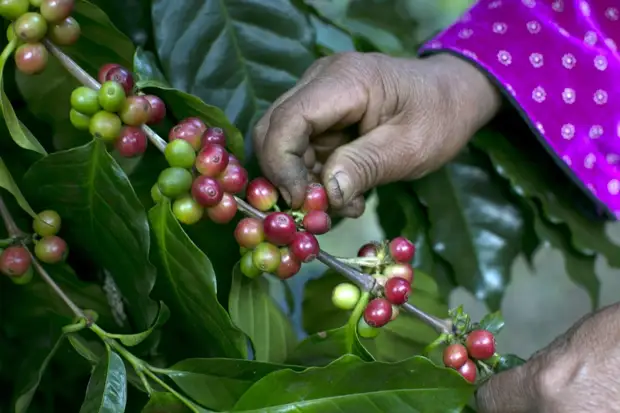 samidorigoykofe 3 Il caffè più costoso del mondo e i suoi produttori di elefanti