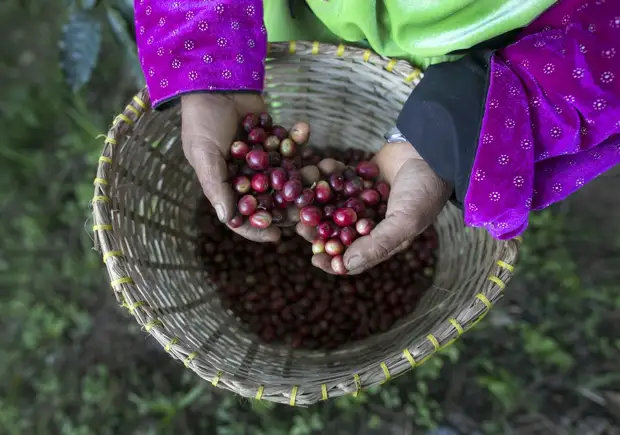 samidorigoykofe 4 Il caffè più costoso del mondo e i suoi produttori di elefanti