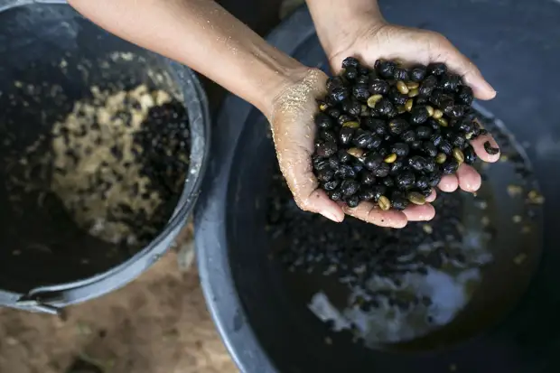 samidorigoykofe 8 Il caffè più costoso del mondo e i suoi produttori di elefanti