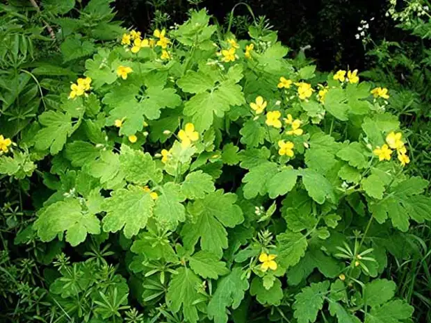 Celandine foto 2